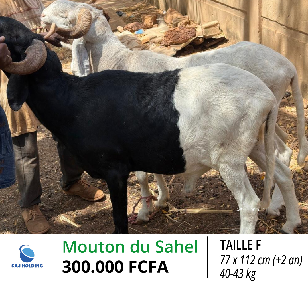 Tabaski 2026 | Acheter Mouton en Ligne en Côte d'Ivoire | Livraison ...